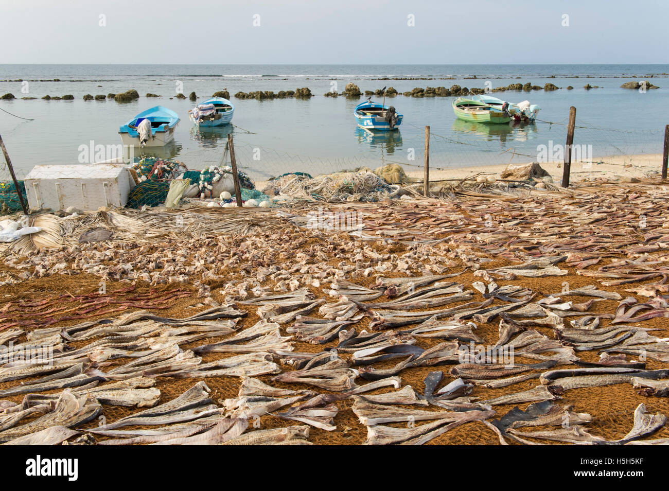 Fish drying in the fishing village Point Pedro, Jaffna Peninsula, Sri ...