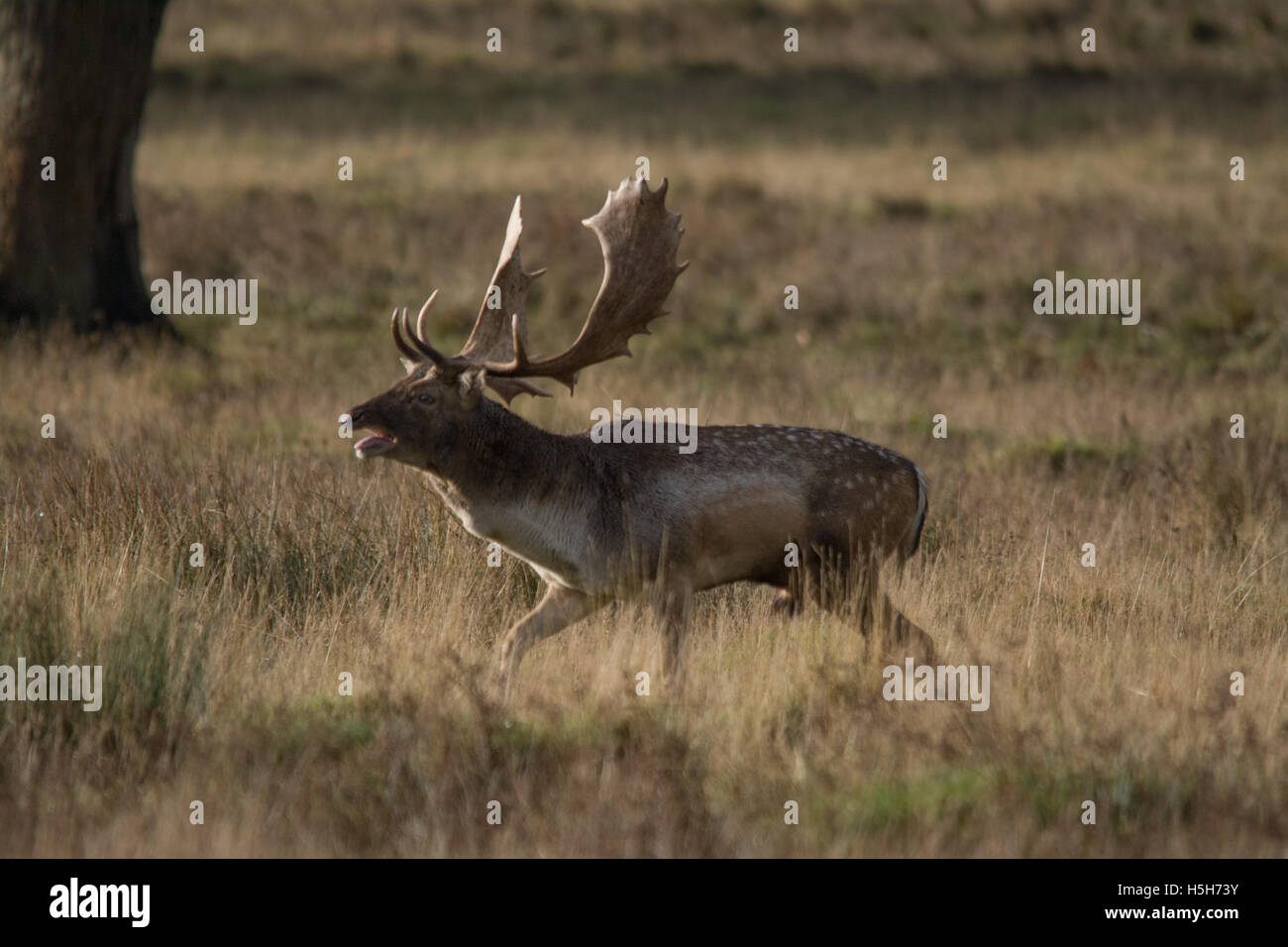 Fallow deer uk rut hi-res stock photography and images - Alamy
