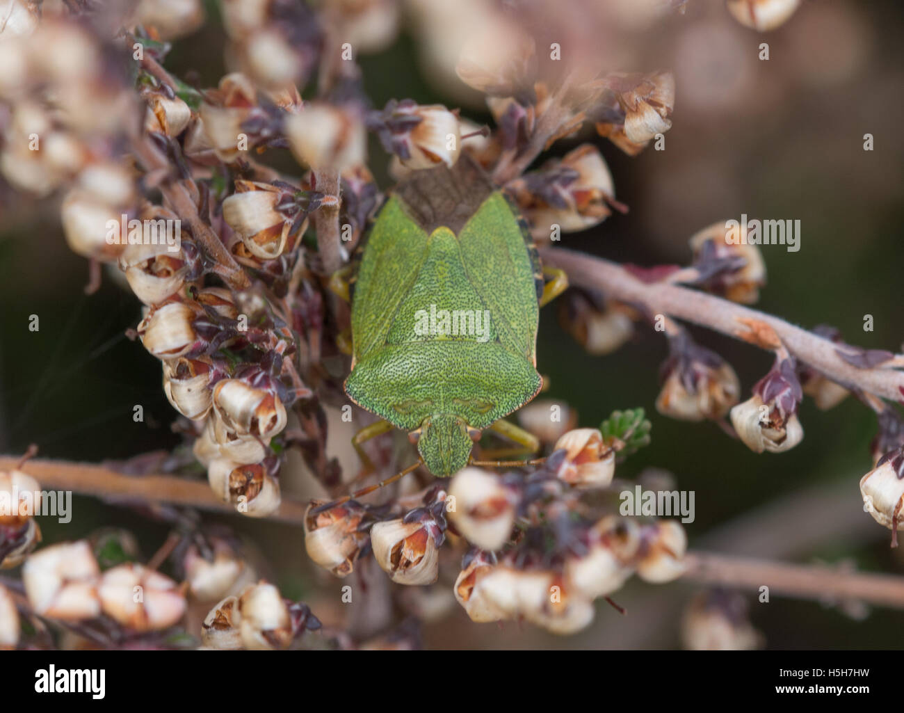 Shieldbugs hi-res stock photography and images - Alamy