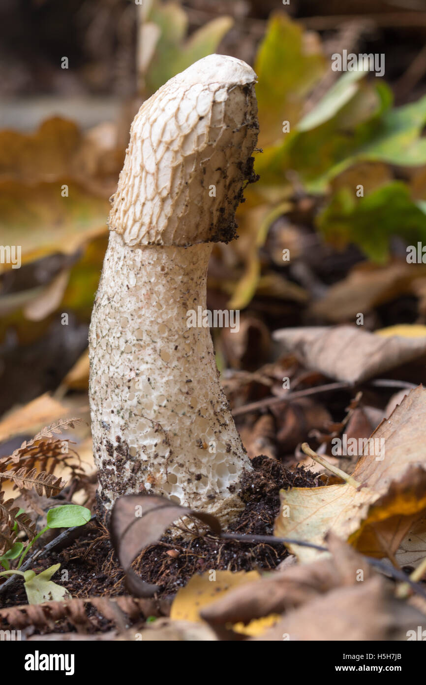 Stinkhorn fungus hi-res stock photography and images - Alamy
