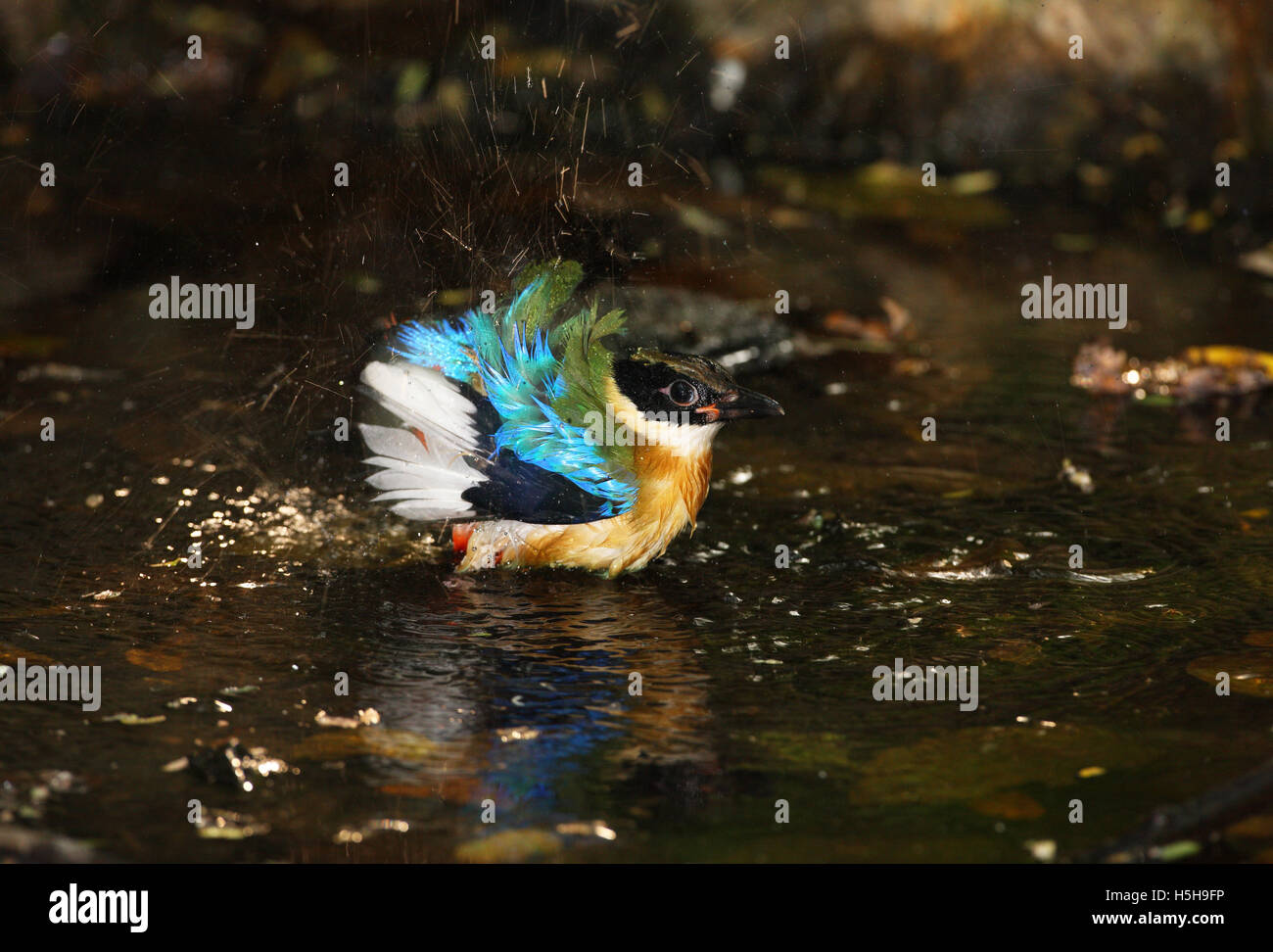 Blue-winged Pitta (Pitta moluccensis) first winter bathing in forest ...