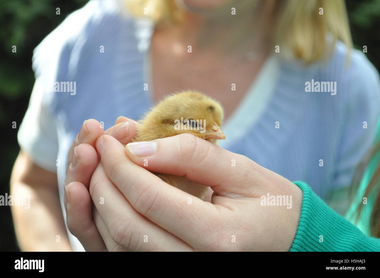 A girl holds a chick in her hands with another woman in the background ...