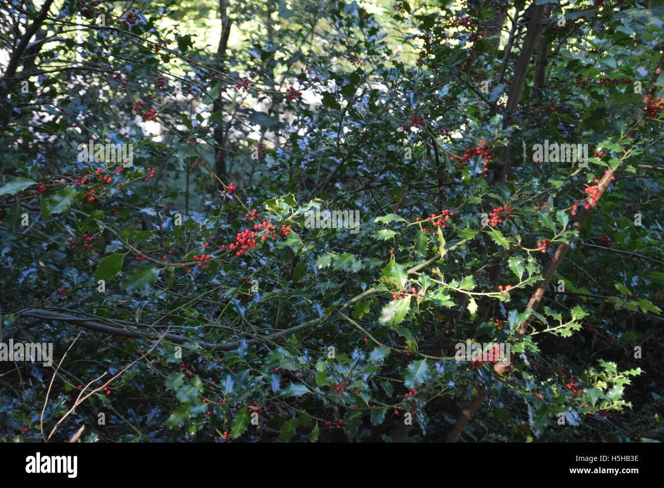 Holly bush with berries between other shrubs Stock Photo - Alamy