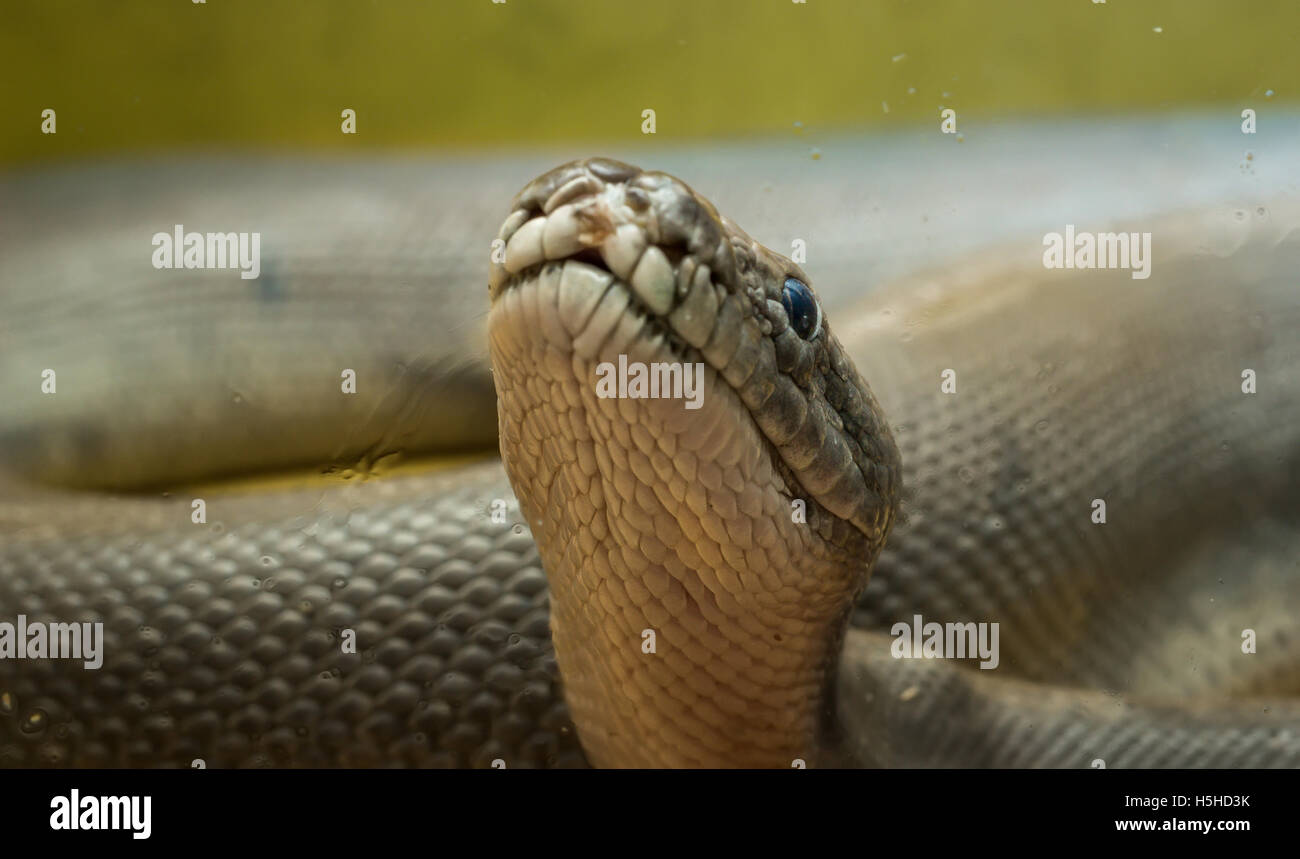 Python slither hi-res stock photography and images - Alamy