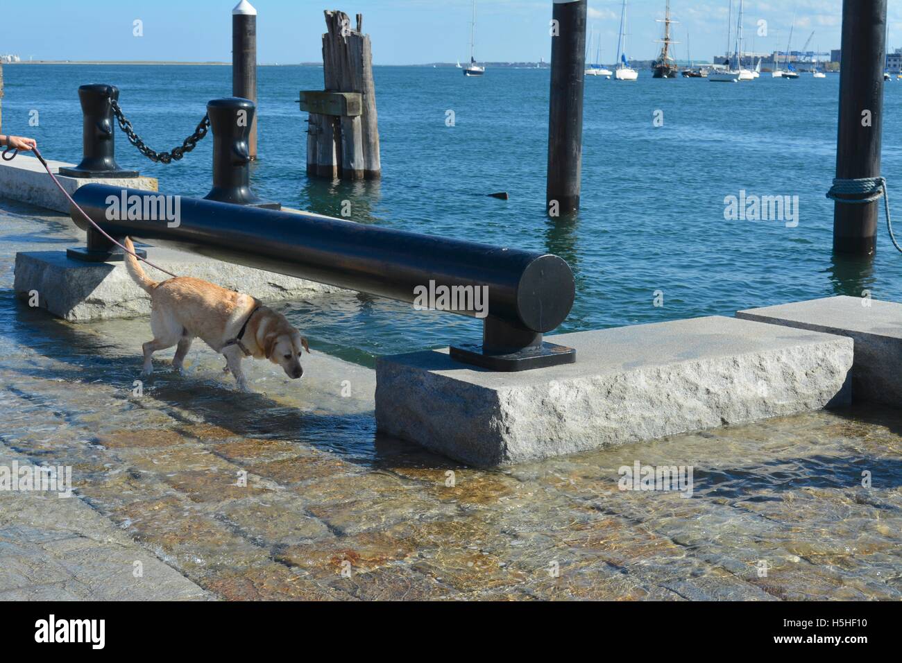 A dog enjoying the King Tide on Long Wharf in downtown Boston ...