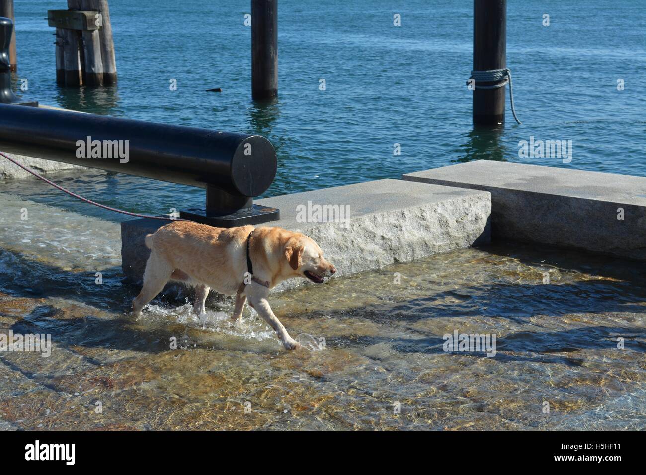 A dog enjoying the King Tide on Long Wharf in downtown Boston ...