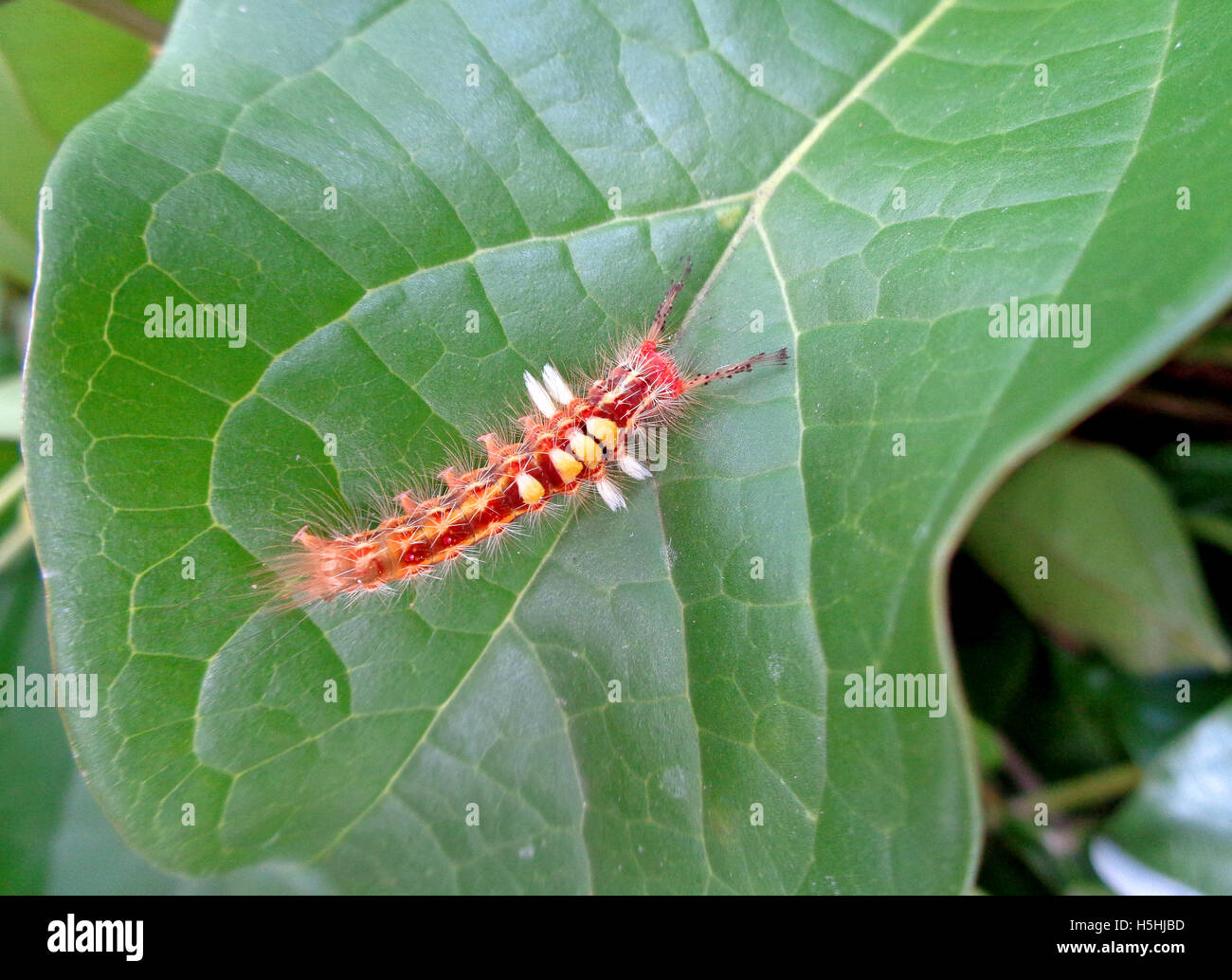 Close-up of little red caterpillar walking on the green leaf Stock ...
