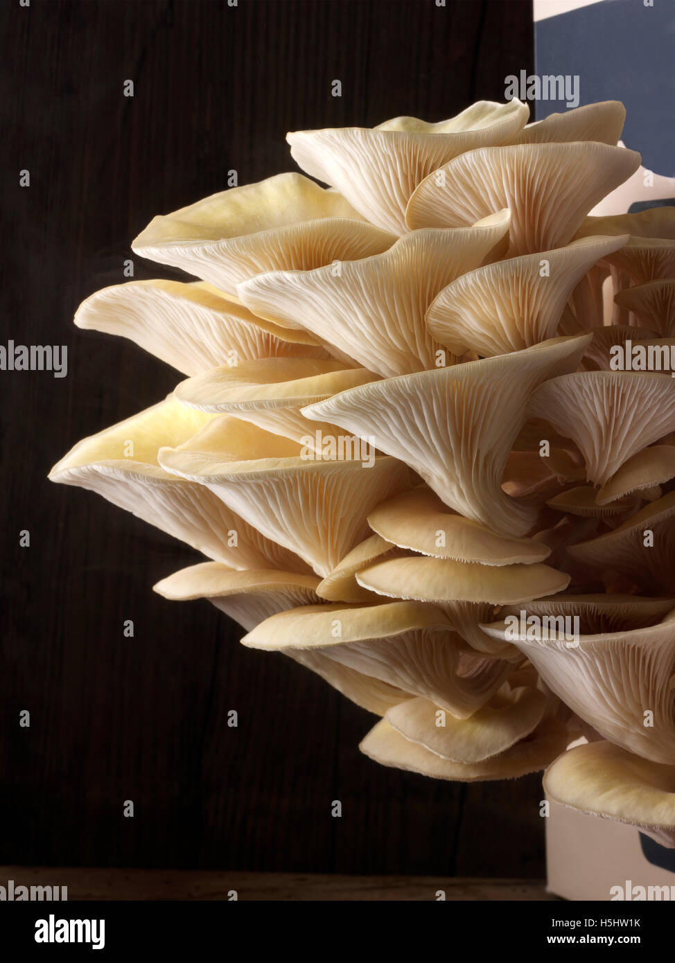 How To Grow Yellow Oyster Mushrooms at Susan Tucker blog