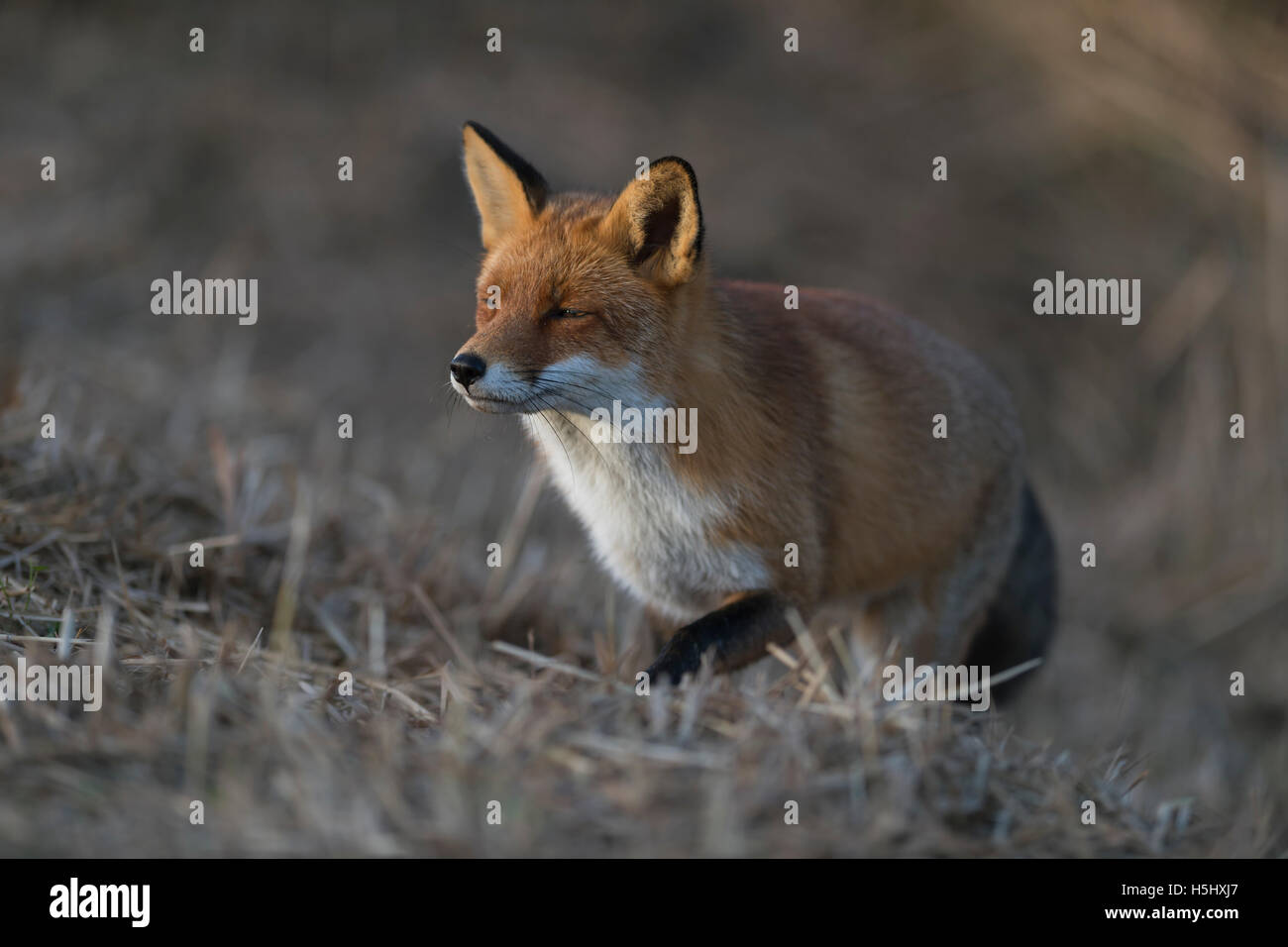 Fox looking up hi-res stock photography and images - Alamy