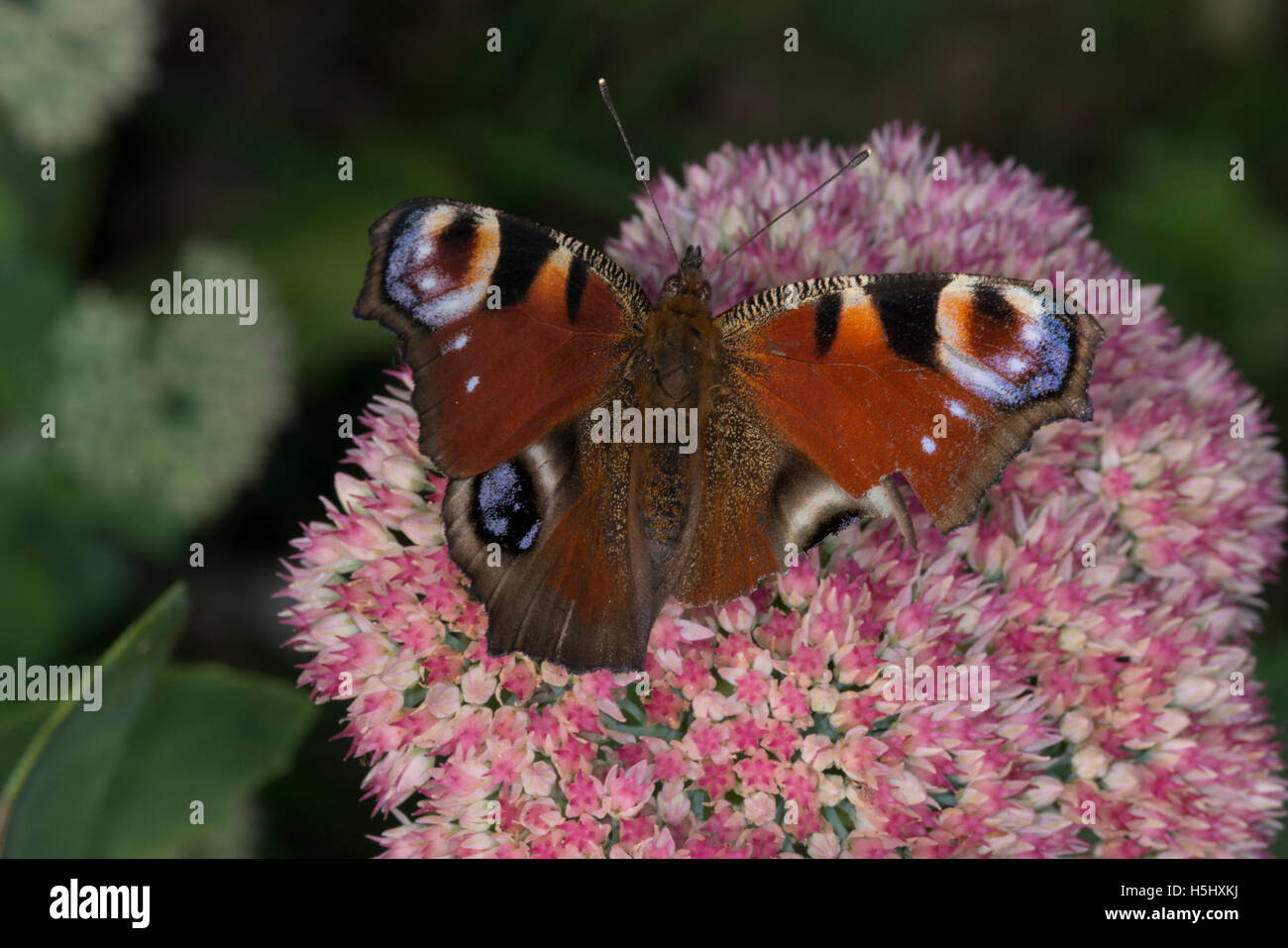 Inachis and not hi-res stock photography and images - Alamy