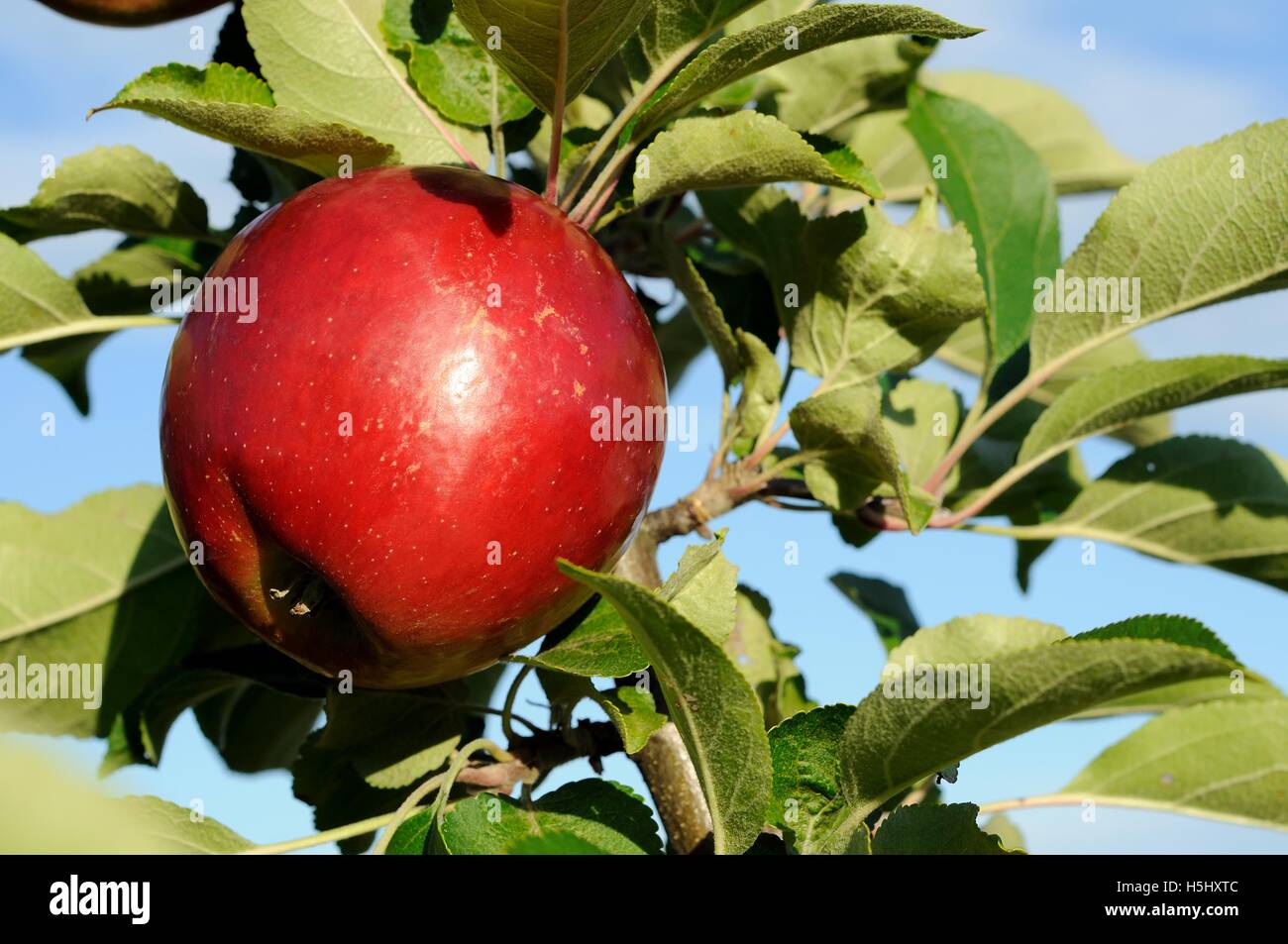 red ripe apple on a branch Stock Photo - Alamy
