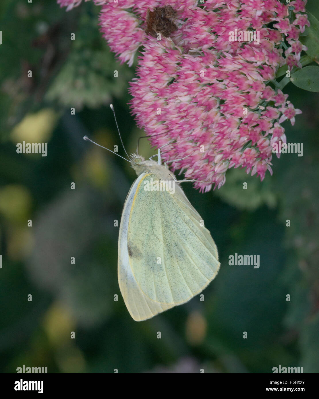 Southern Small White butterfly, Pieris manni. on sedum Stock Photo - Alamy