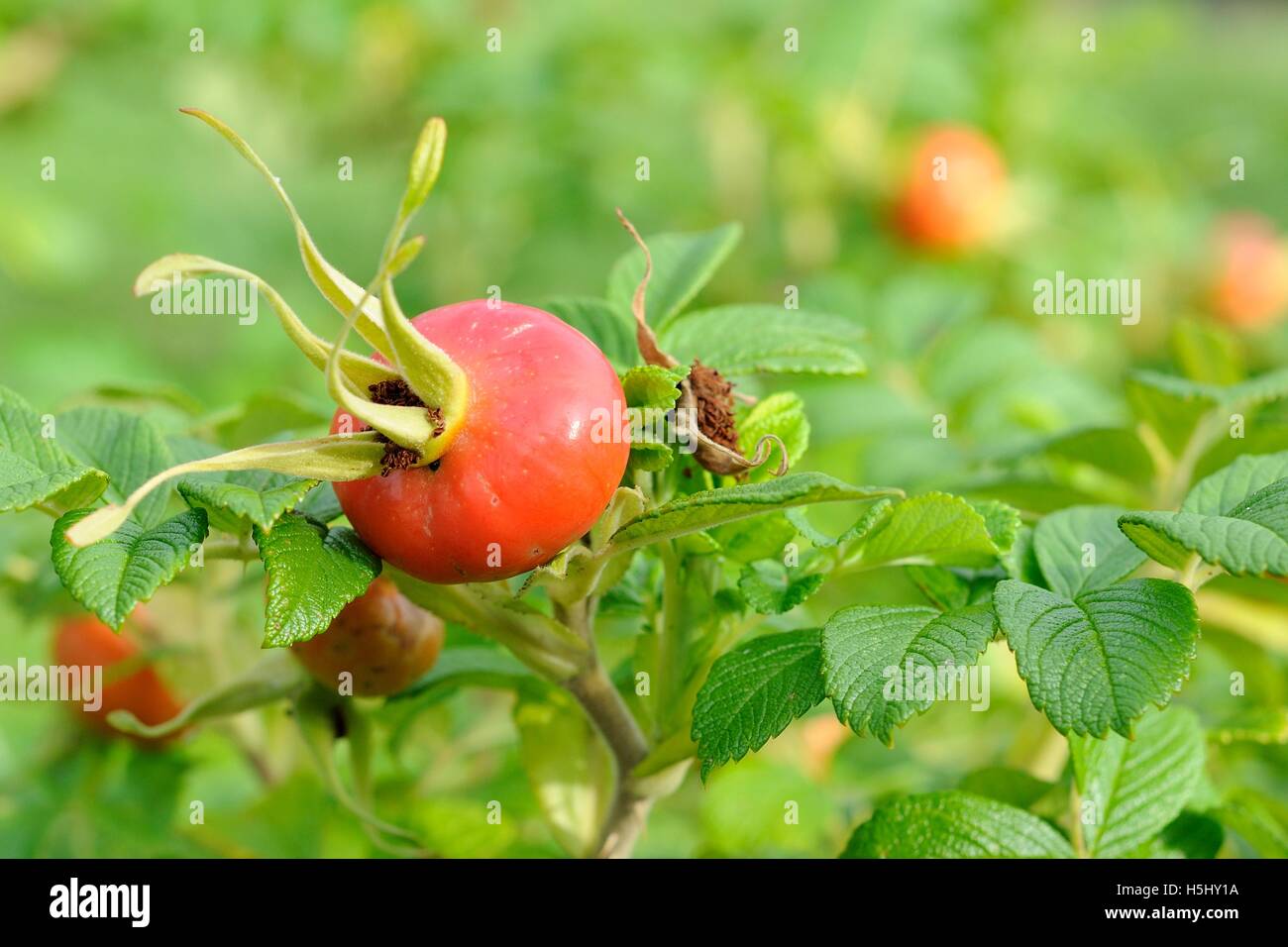 Summer berries ripened in hi-res stock photography and images - Alamy