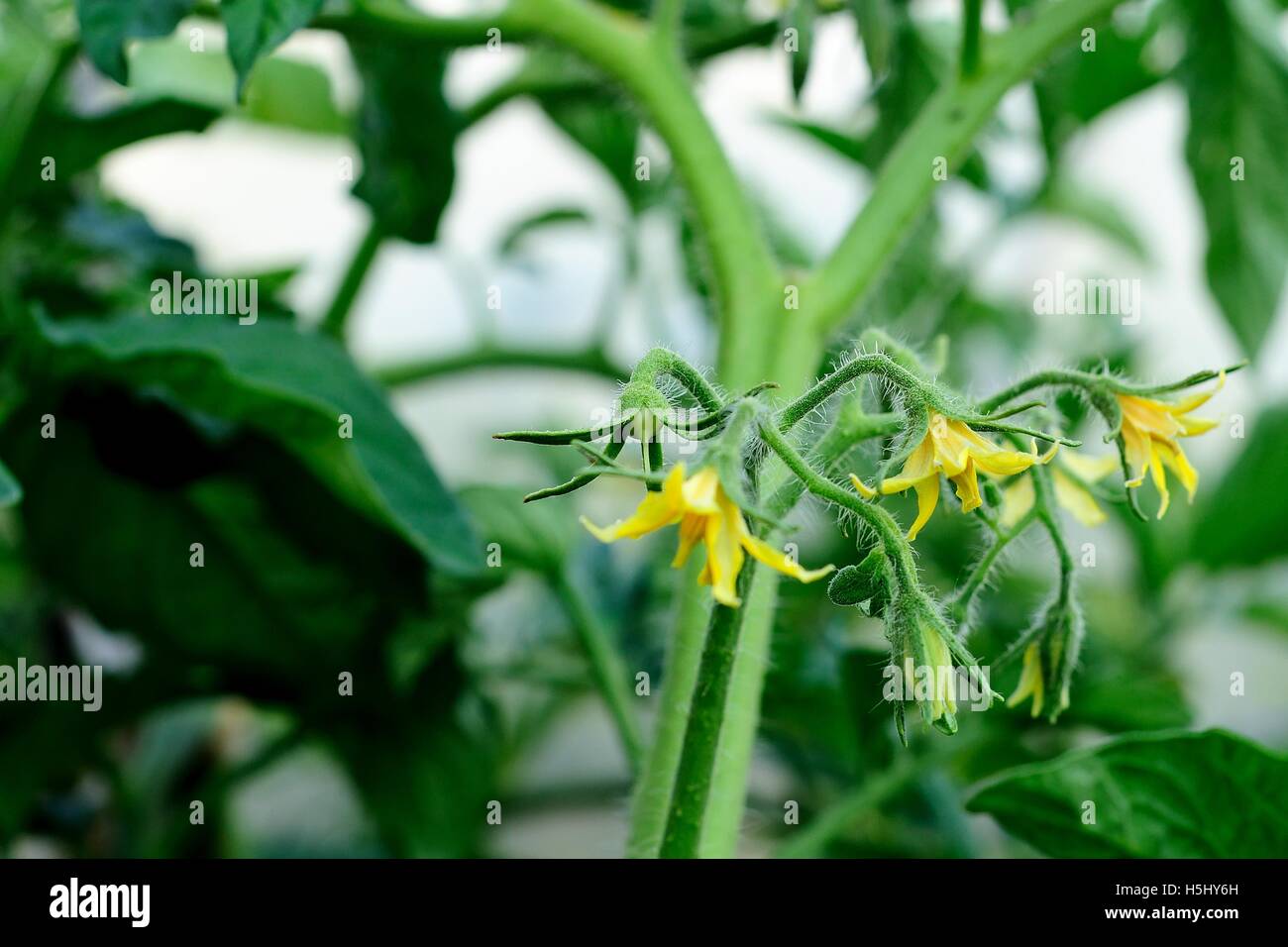flowering of a tomato plant. vegetable garden. summer Stock Photo - Alamy