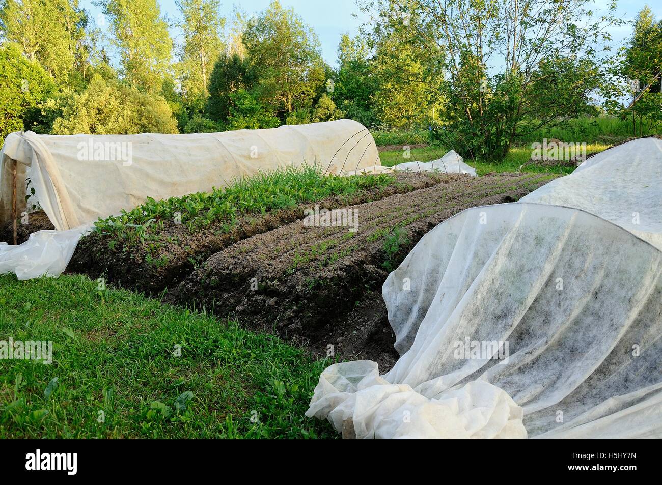 vegetable garden in the village in the summer Stock Photo - Alamy