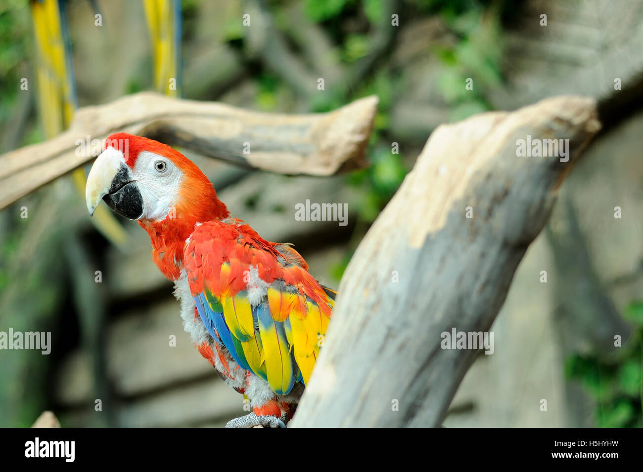 beautiful multi-colored parrot on a branch Stock Photo - Alamy