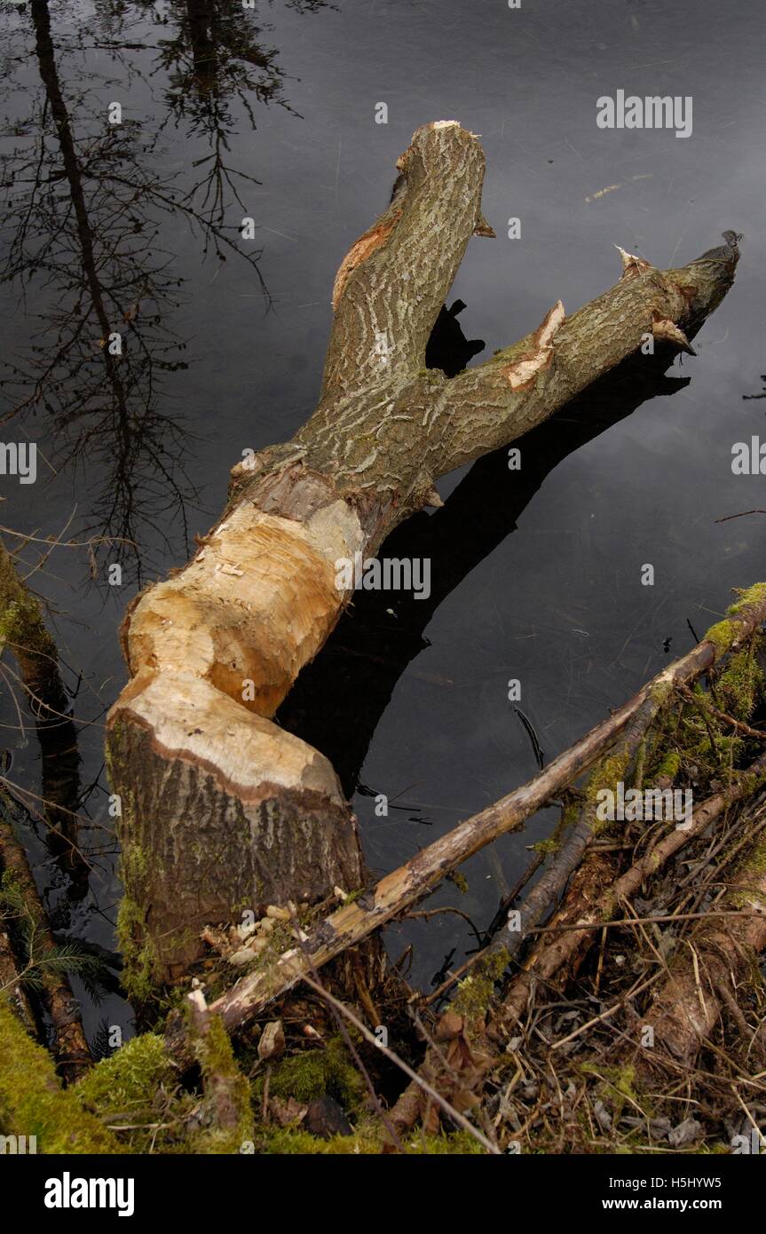 Eurasian Beaver (Castor fiber) tree cut near the river Stock Photo - Alamy