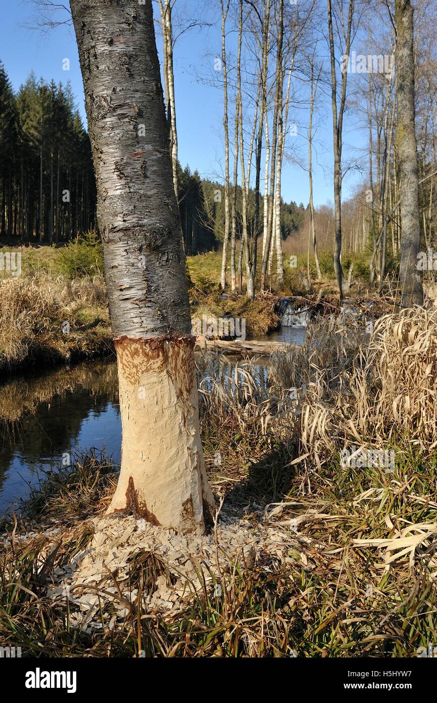 Eurasian Beaver (Castor fiber) tree cut near the river Stock Photo - Alamy