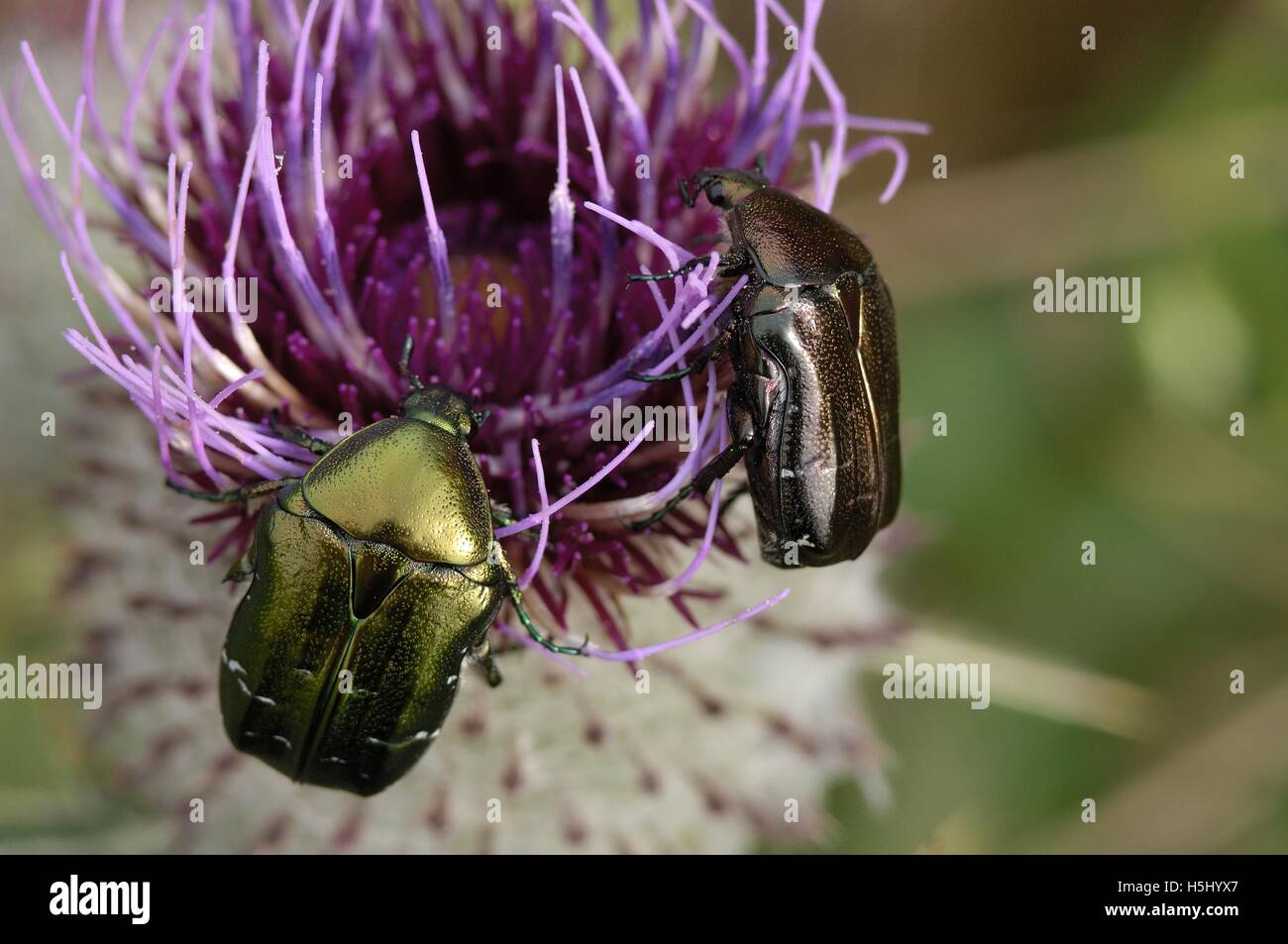 Rose Chafer - Rose Beetle (Cetonia aurata) pair feeding on wild flower ...