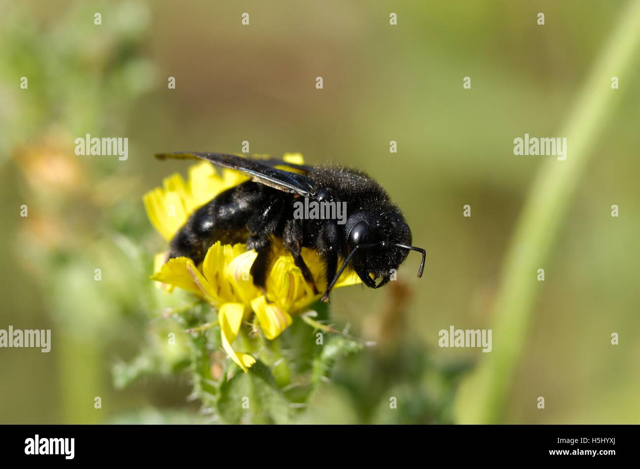 Violet Carpenter Bee (Xylocopa violacea) gathering nectar on wild ...