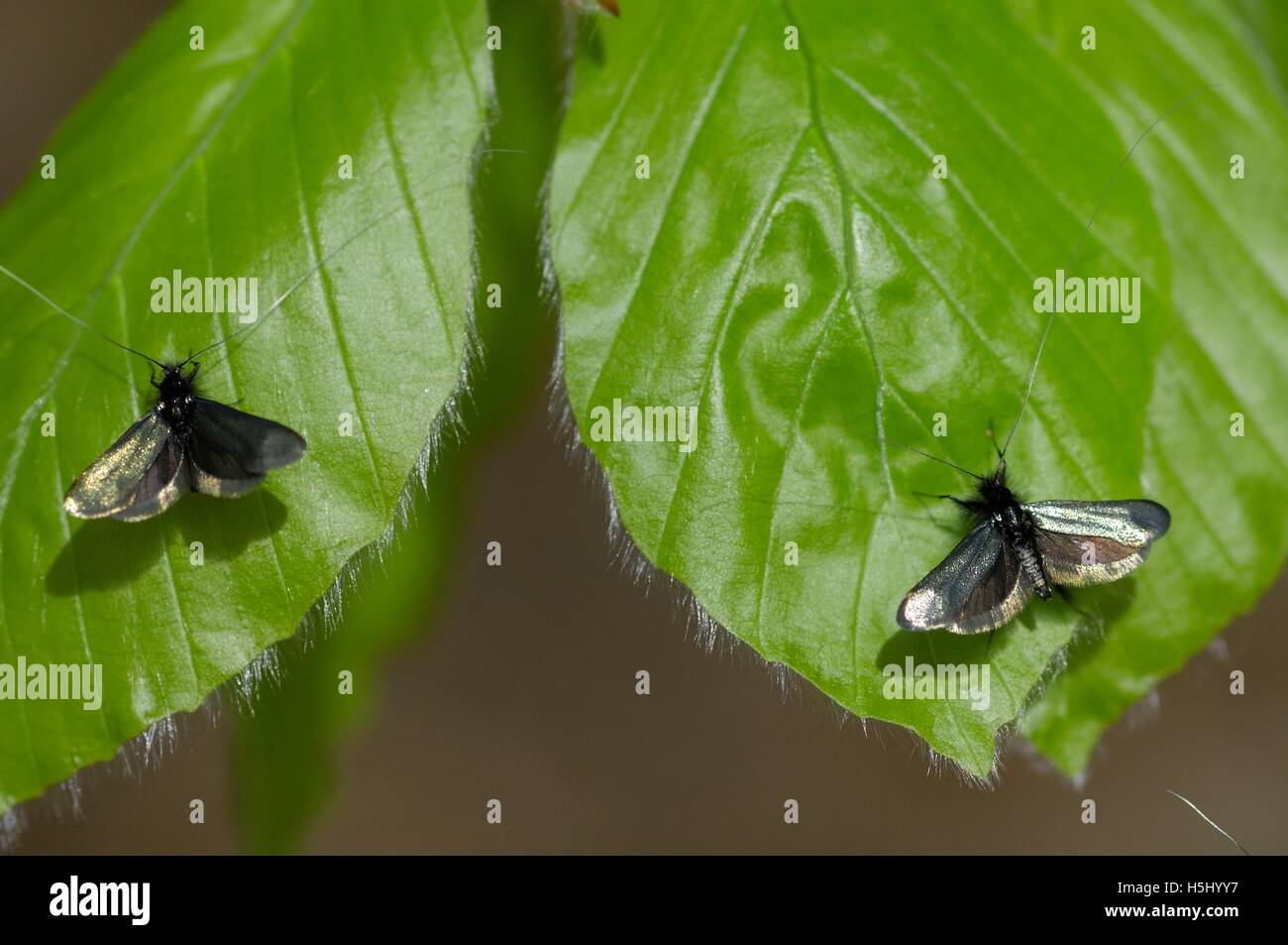 Green Longhorn Moth - Fairy Moth (Adela reaumurella) males day flying ...