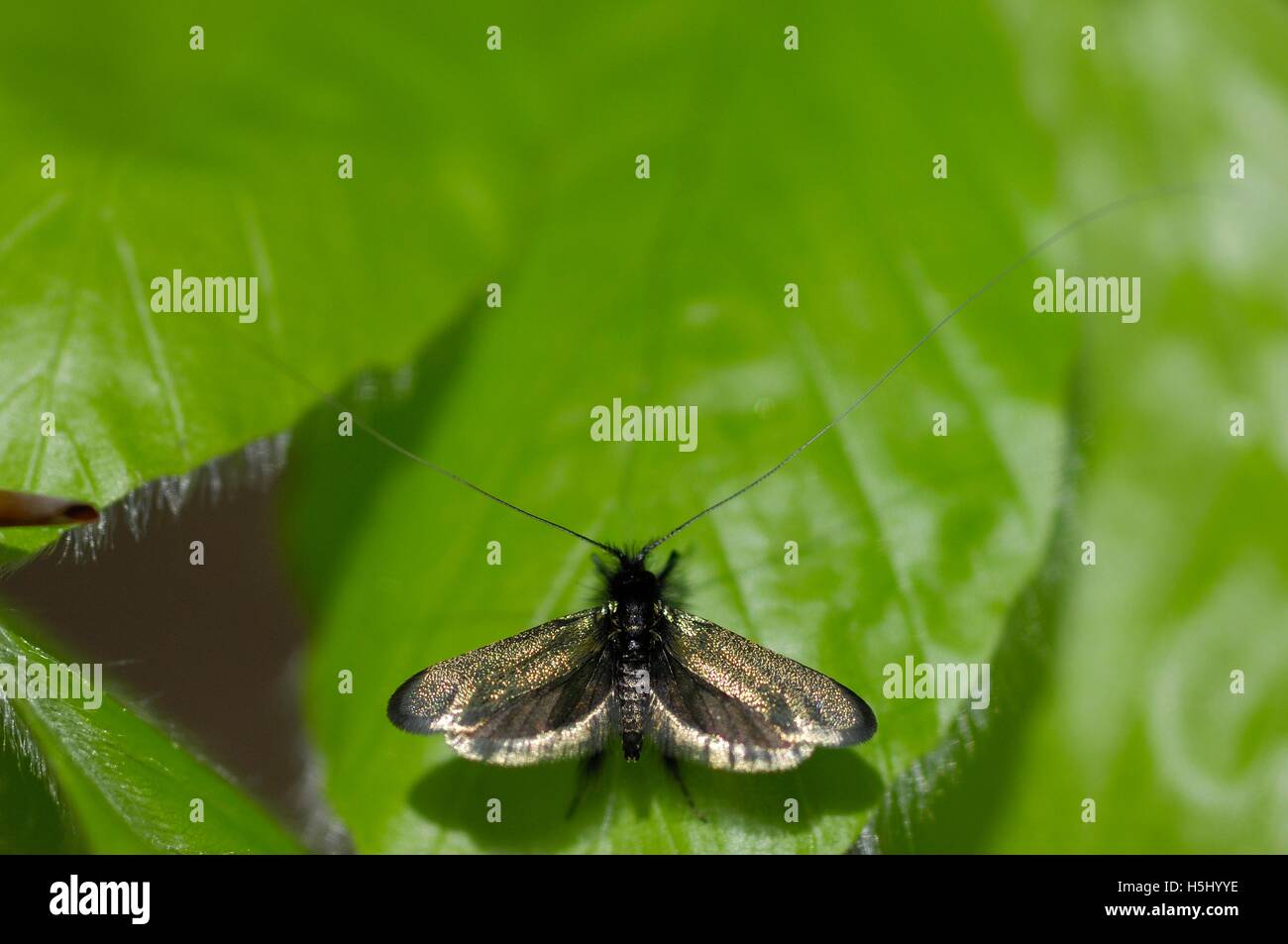 Green Longhorn Moth - Fairy Moth (Adela reaumurella) male day flying ...