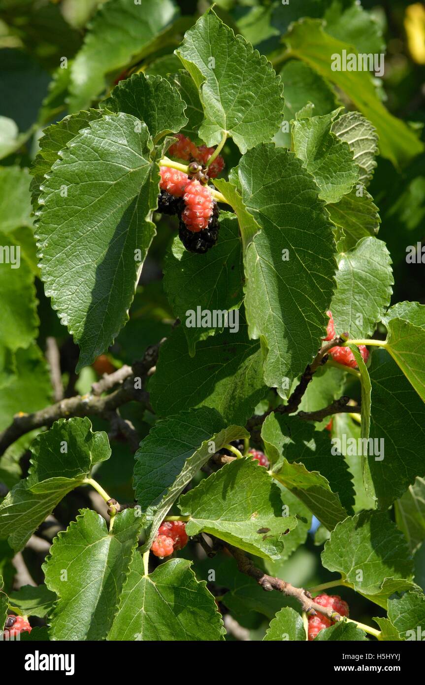Black Mulberry (Morus nigra) in fruit in summer Provence - France Stock ...
