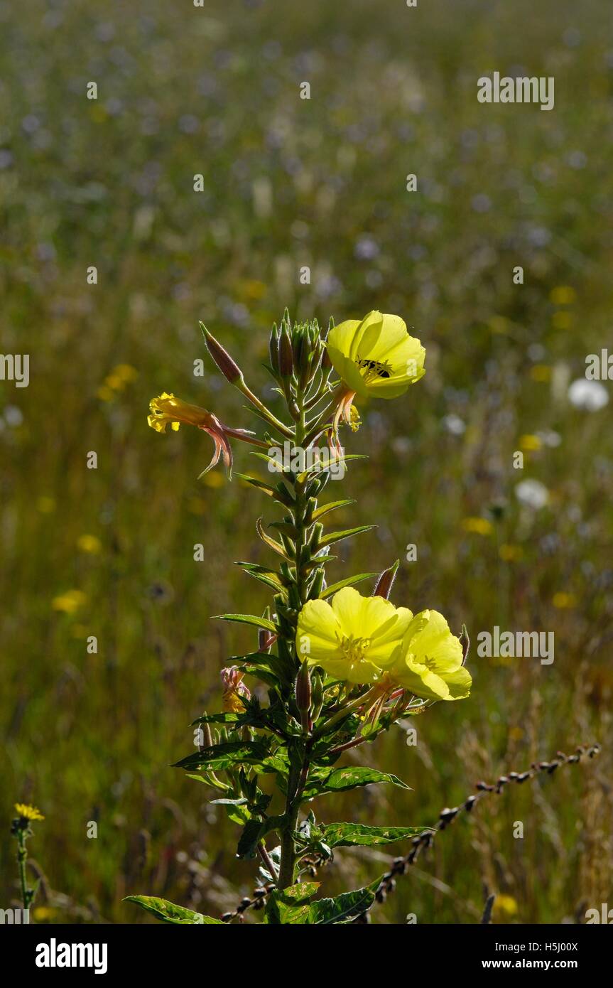 Common Evening-primrose - Evening Star - Sun Drop (Oenothera biennis ...