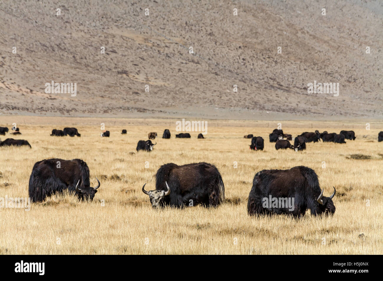 Saga plain hi-res stock photography and images - Alamy