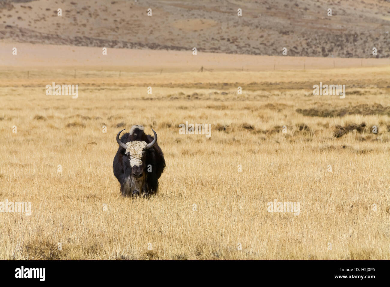 Big yak in Tibetan Landscape Stock Photo - Alamy