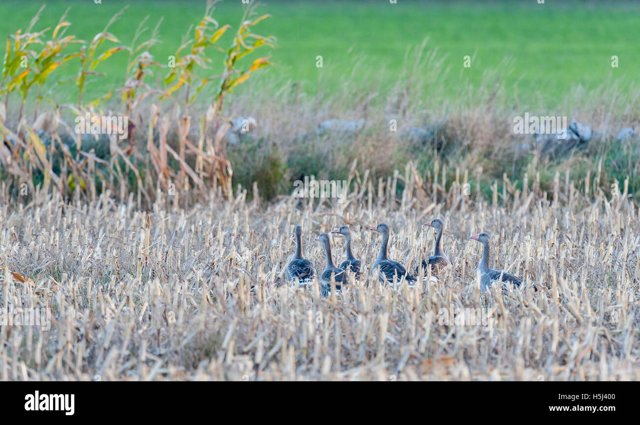 Greylag goose in cropped field, Sweden. (Anser anser Stock Photo - Alamy