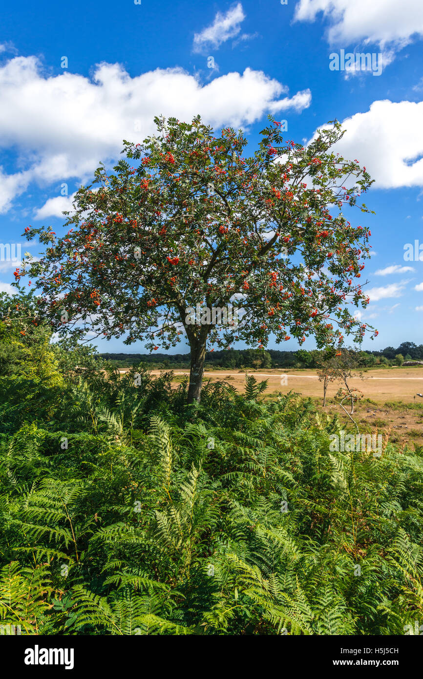 No one walks nature landscape outdoor trees hi-res stock photography ...