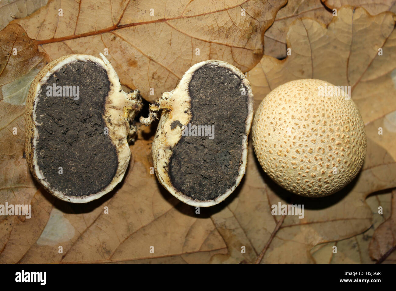 Gleba hi-res stock photography and images - Alamy