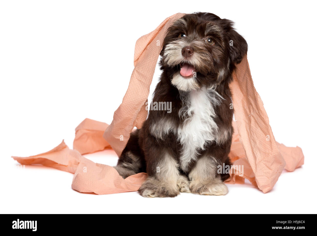 Funny dark chocolate havanese puppy is playing with toilet paper Stock ...