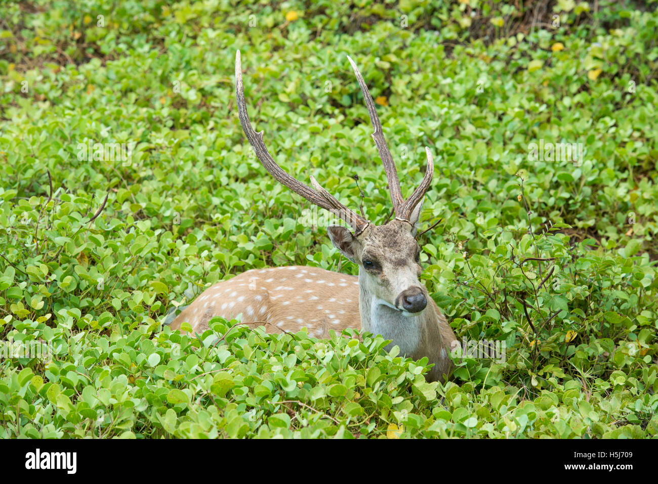 Spotted dear are common around the town, Trincomalee, Sri Lanka Stock ...
