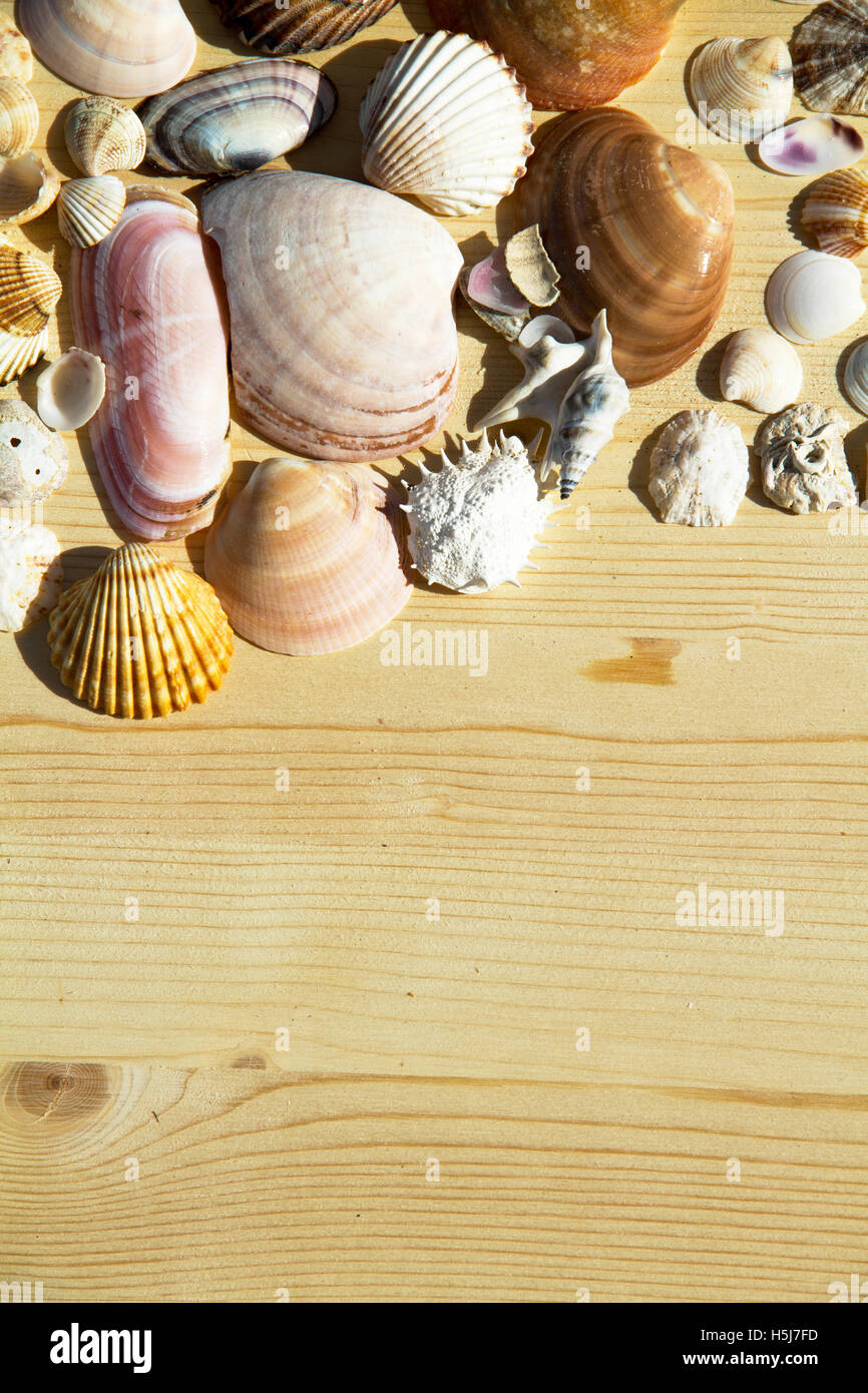 Seashell frame hi-res stock photography and images - Alamy