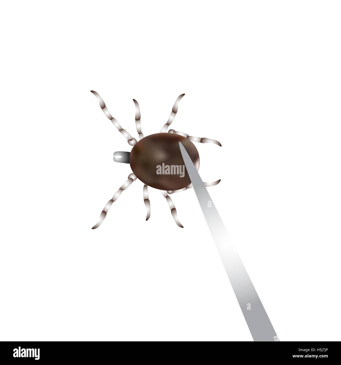 Special bug Cut Out Stock Images & Pictures - Alamy