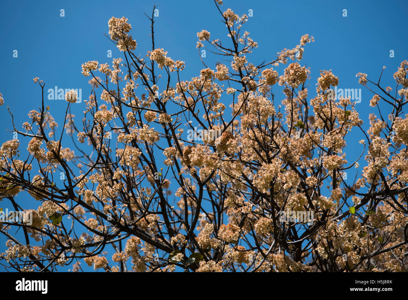 Wild pear tree flowering in the Walter Sisulu Botanical Garden Stock ...