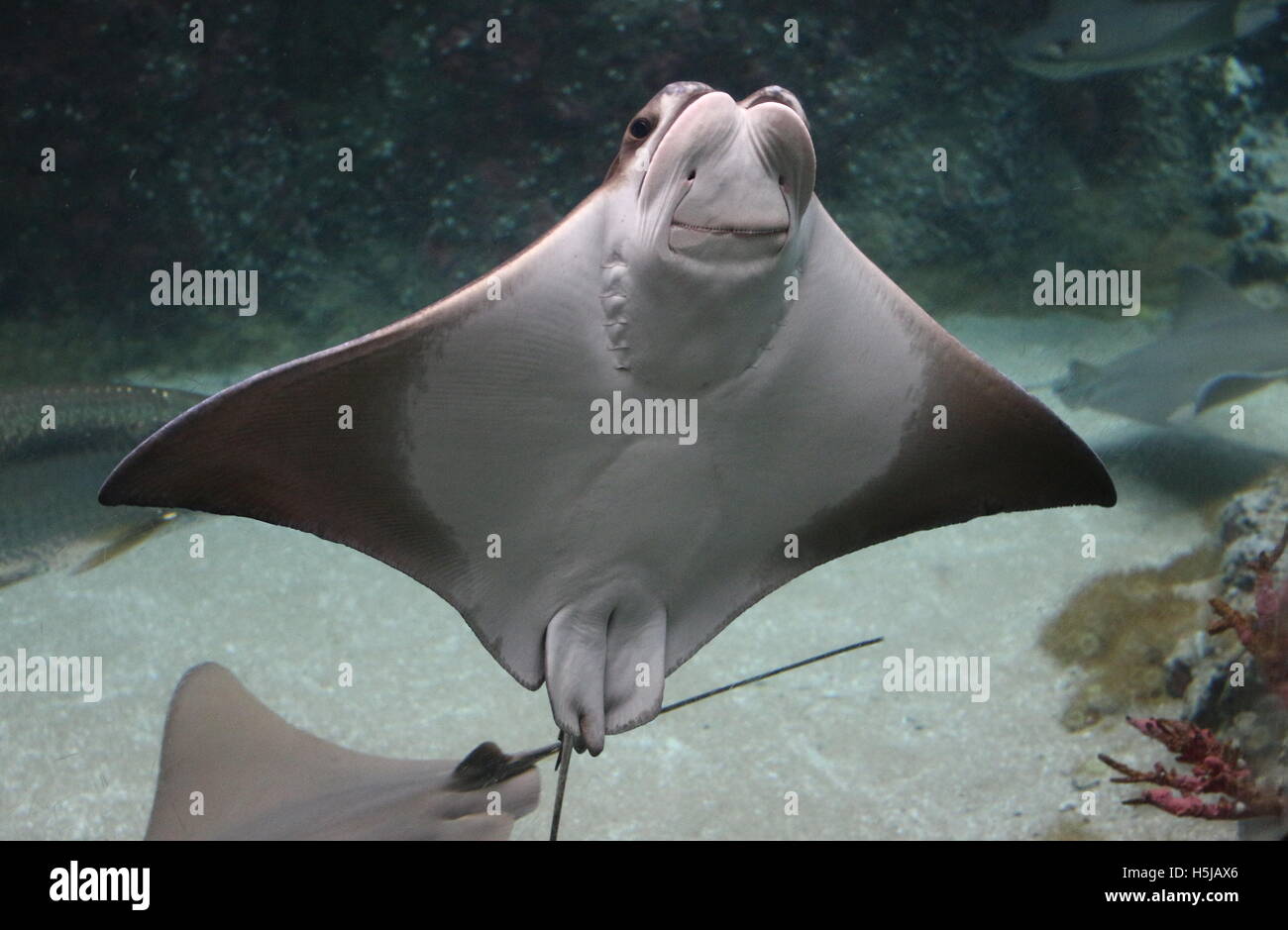 Atlantic Cownose Rays(Rhinoptera bonasus Stock Photo - Alamy