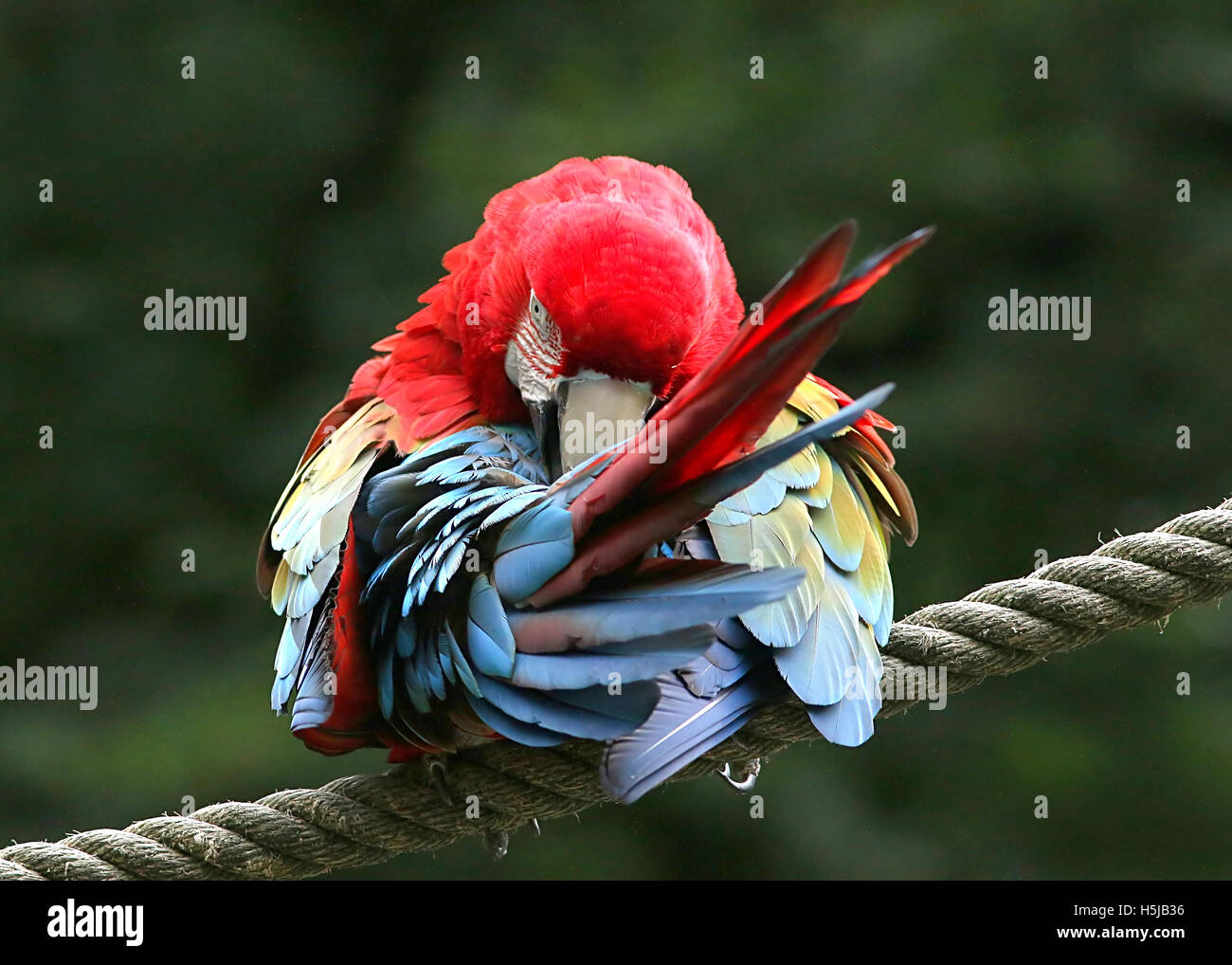 Preening South American Red-and-green Macaw (Ara chloropterus) a.k.a ...