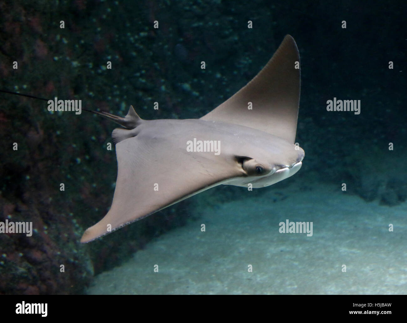 Cownose ray hi-res stock photography and images - Alamy