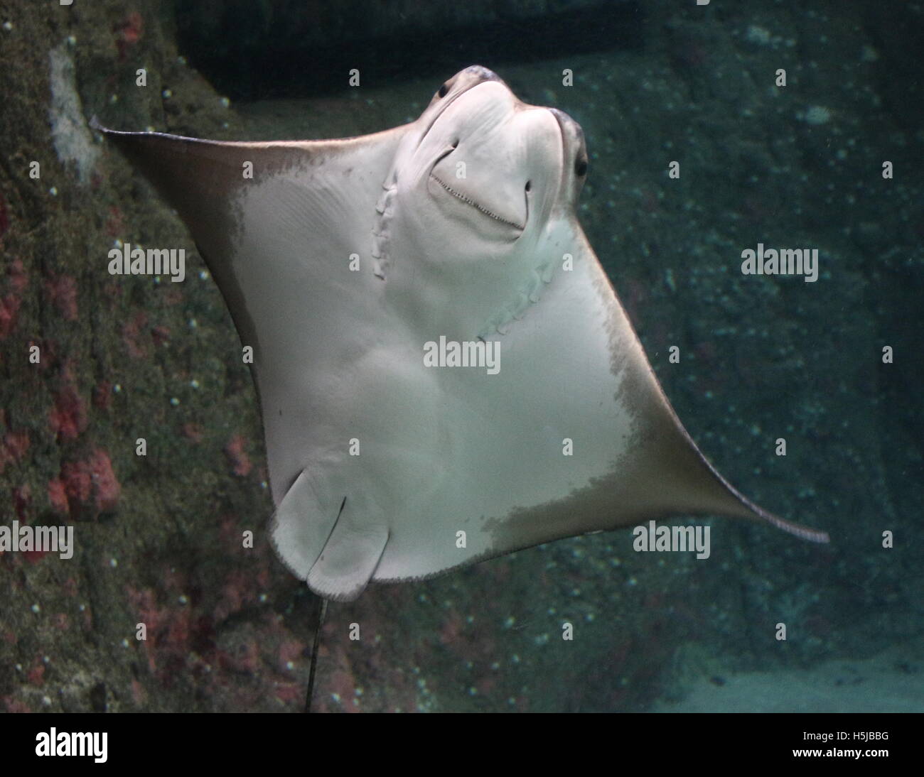 Underside and head of an Atlantic Cownose Ray (Rhinoptera bonasus Stock ...