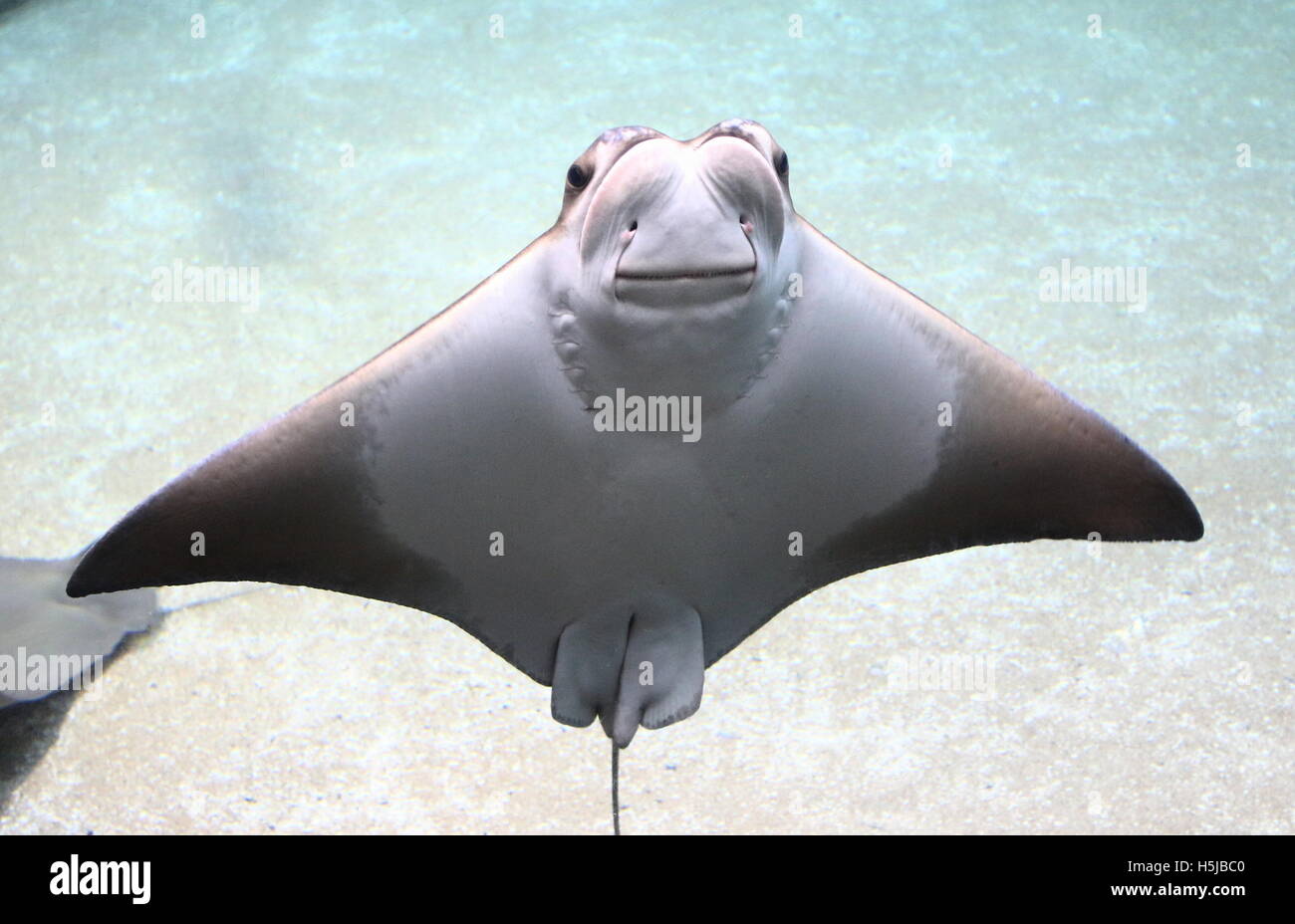 Cownose Ray Food Chain
