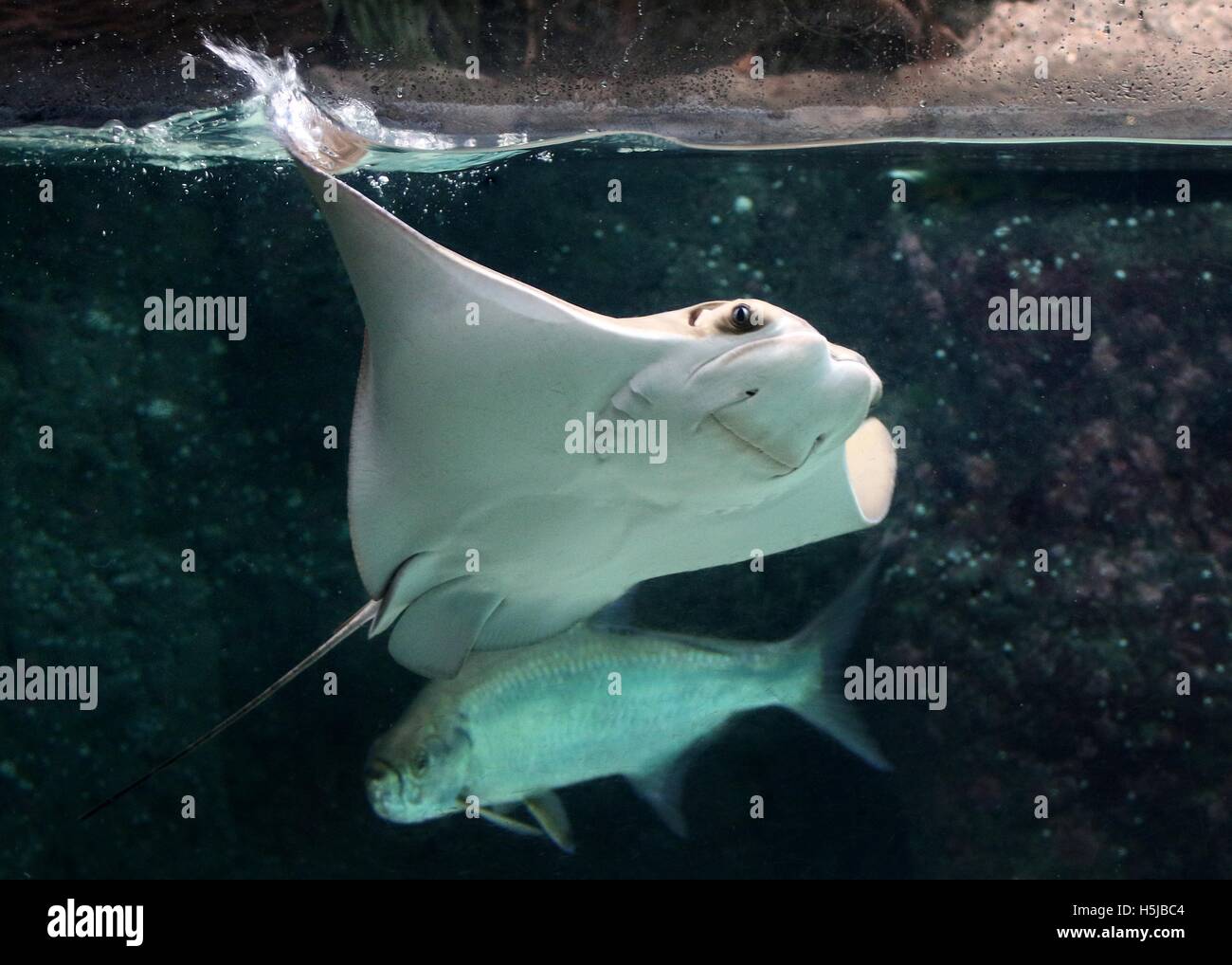 Cownose rays in the atlantic ocean hi-res stock photography and images ...