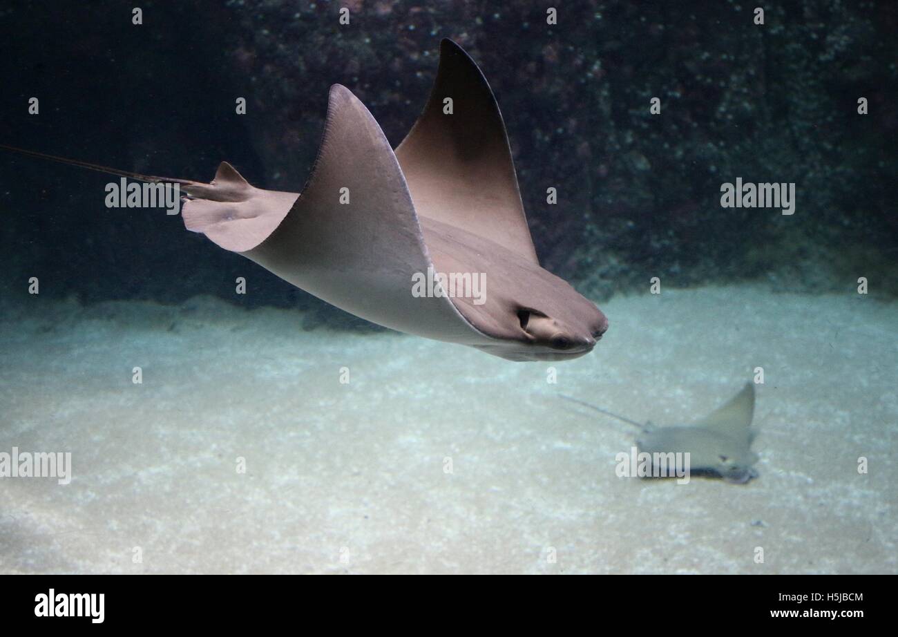 Atlantic Cownose Rays (Rhinoptera bonasus Stock Photo - Alamy