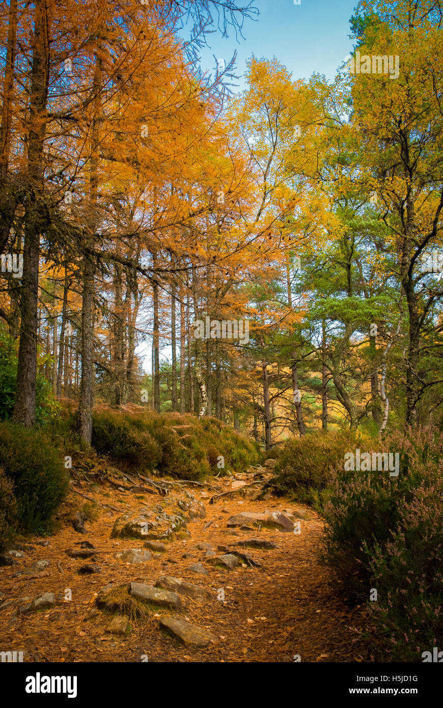 A portrait image of an autumnal forest trail in the Scottish highlands ...