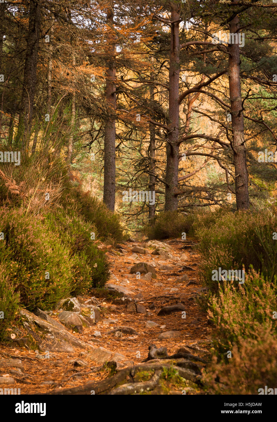 A portrait image of an autumnal forest trail in the Scottish highlands ...