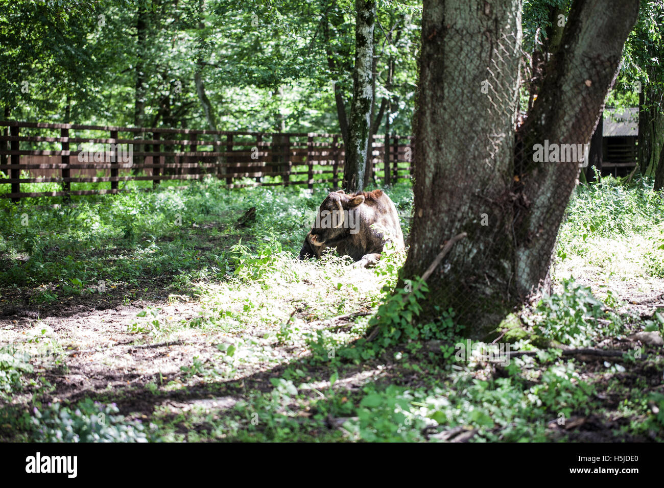 Zubron - hybrid of domestic cattle and european bison Stock Photo - Alamy