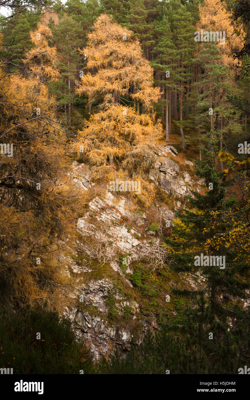Dense larch woodland hi-res stock photography and images - Alamy