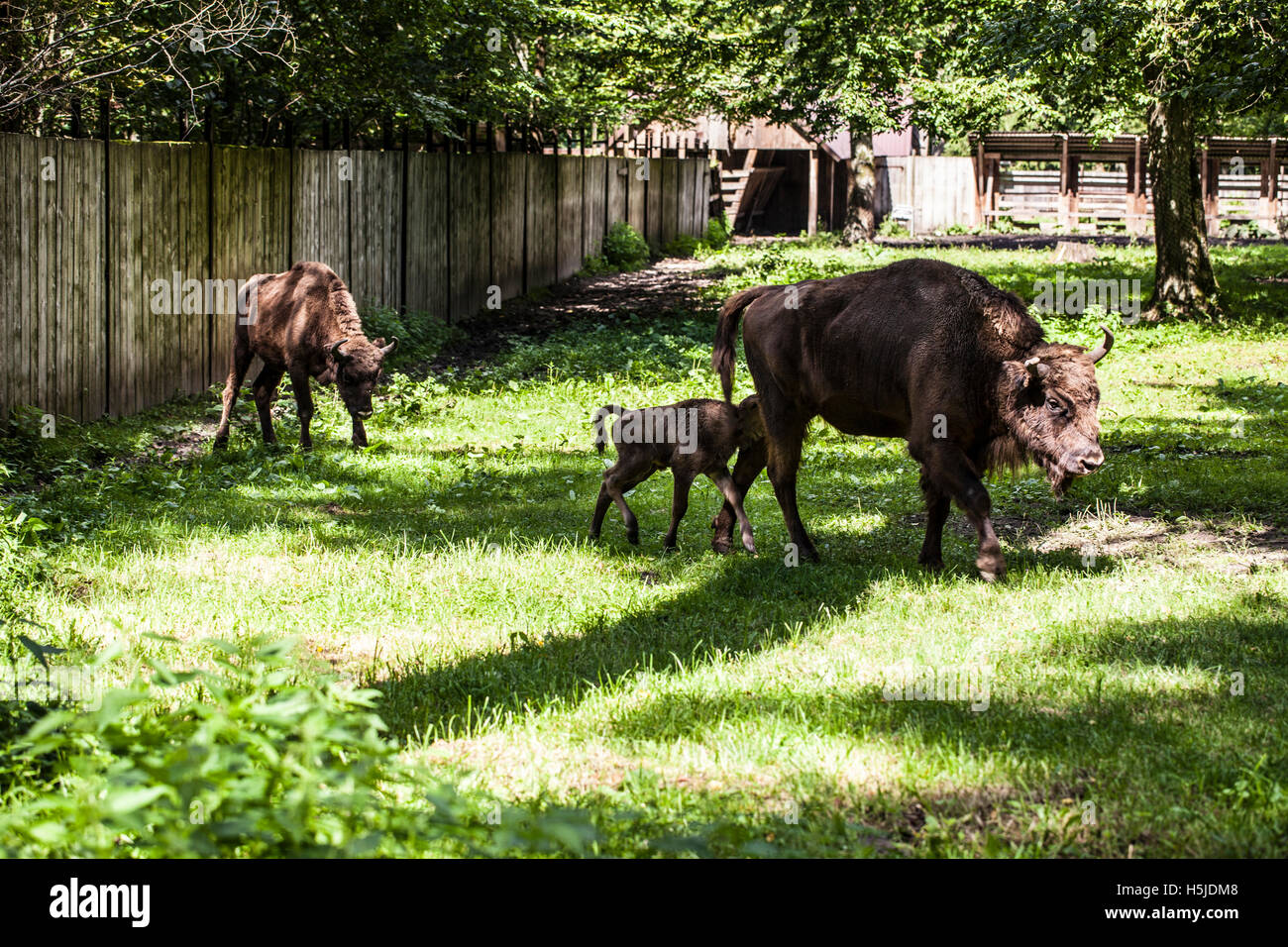 Small bison follows his mother in the Bialowieza National Park Stock ...